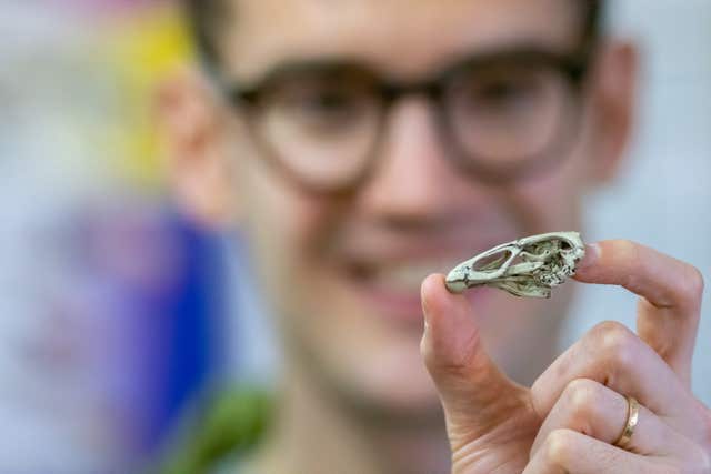 Oldest fossil of modern bird identified by scientists