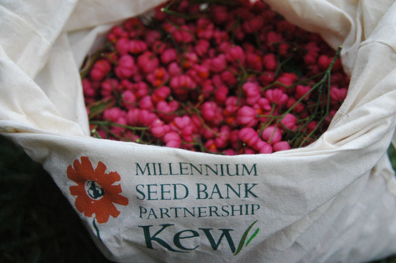 Collection of 13 million UK tree seeds stored to help conserve ...