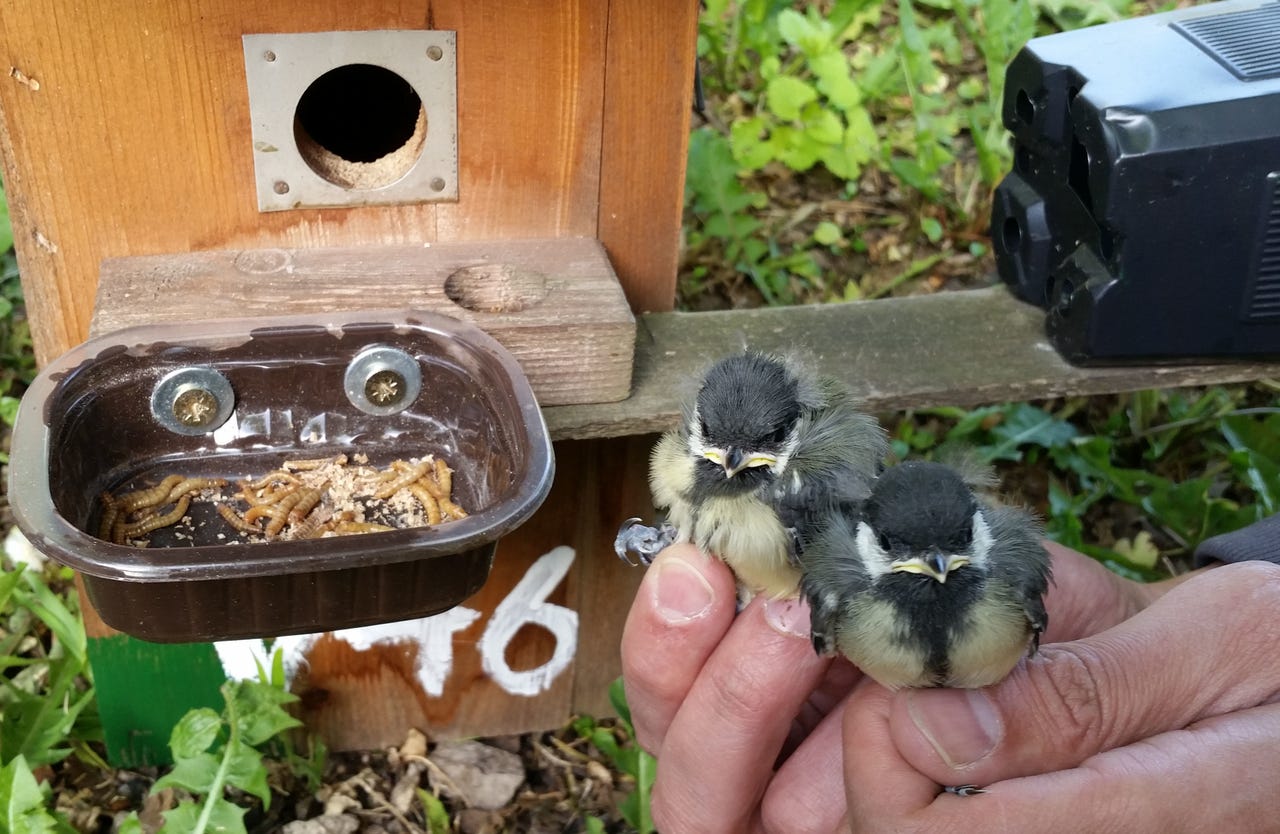 Breeding success of city-dwelling birds hampered by lack of insects – study