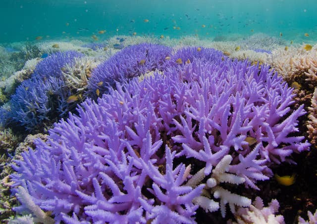 Corals emit ‘dazzling colourful display’ to protect from rising sea ...