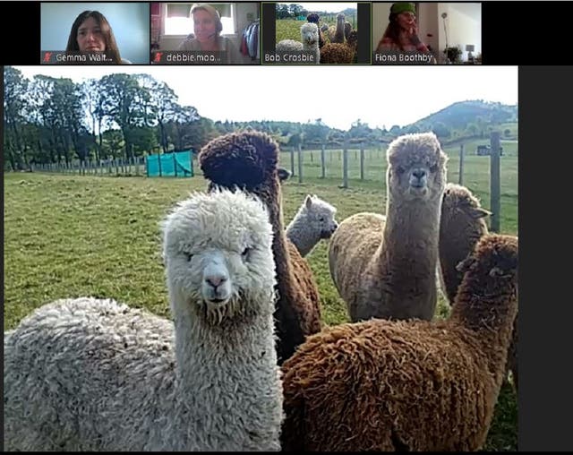 Alpacas ready to join conference calls to raise money for charity ...