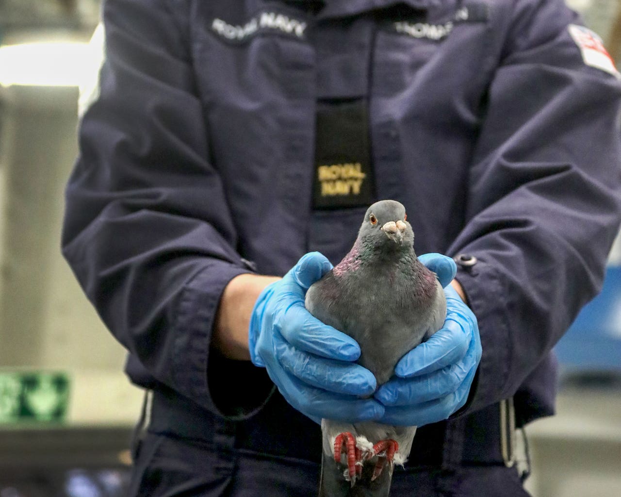Stowaway pigeon poses new test for crew of Royal Navy aircraft carrier ...