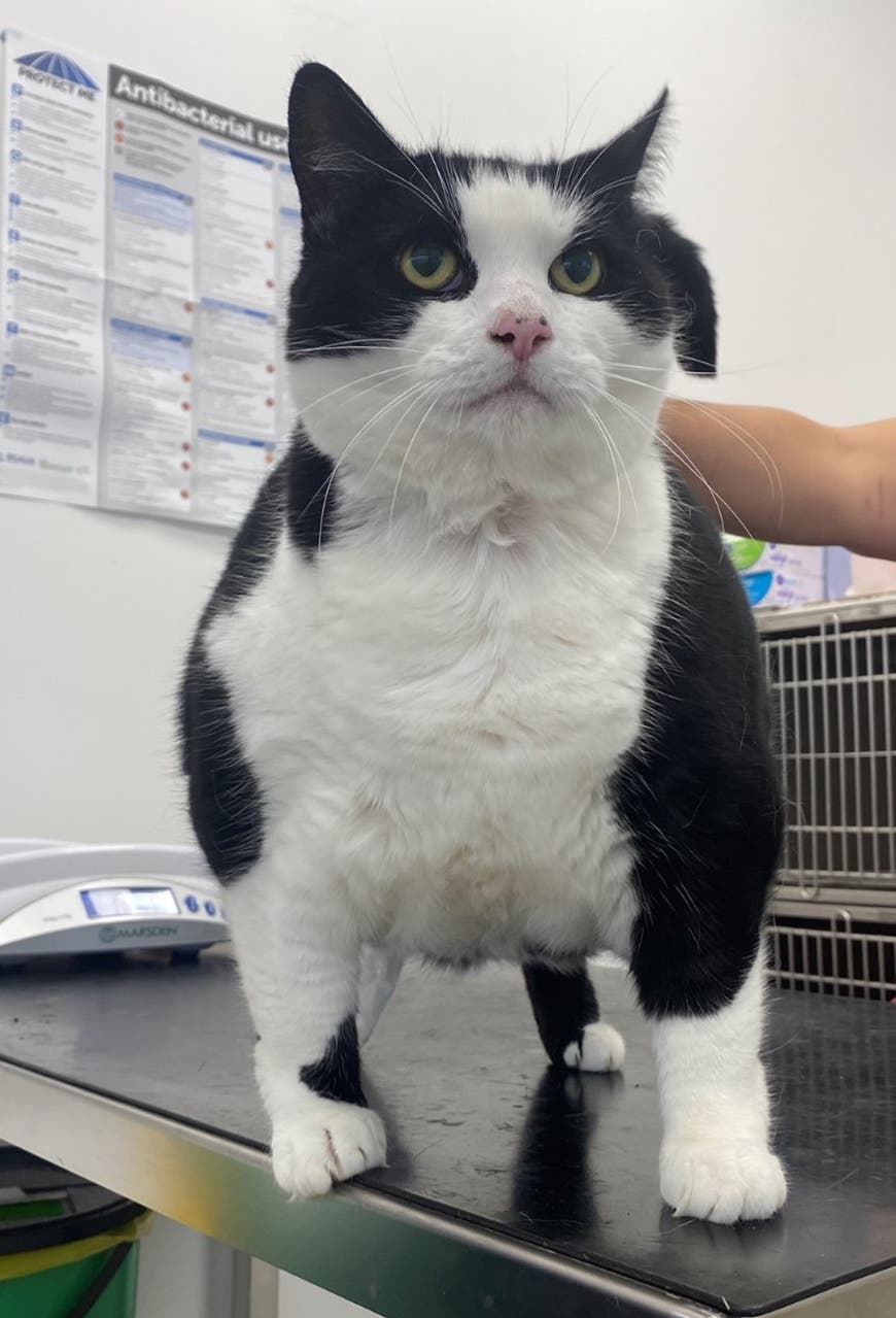 Animal charity sends weight warning after cat tips scales at 24lb ...