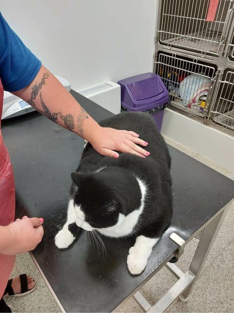 Animal charity sends weight warning after cat tips scales at 24lb ...