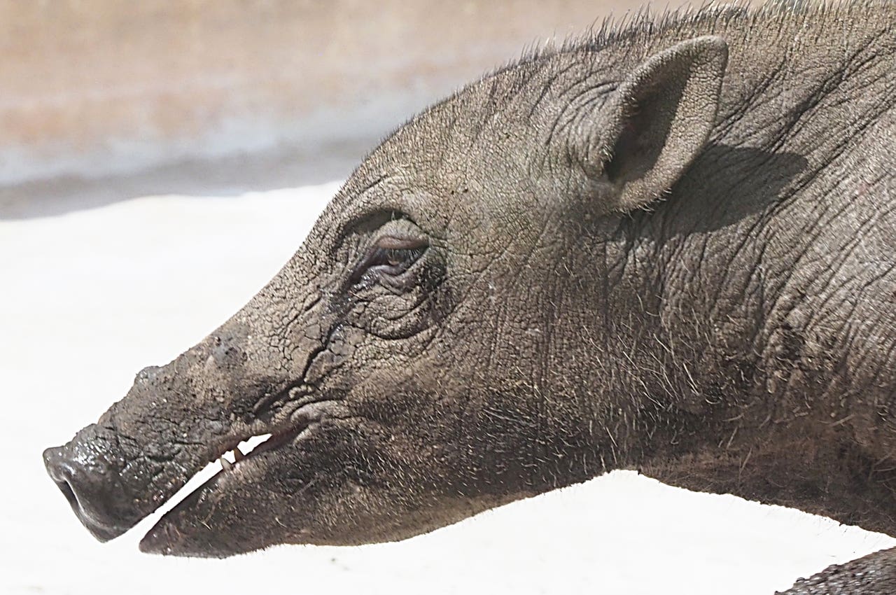 London Zoo welcomes arrival of ‘ugliest pigs on earth’ | Bradford ...