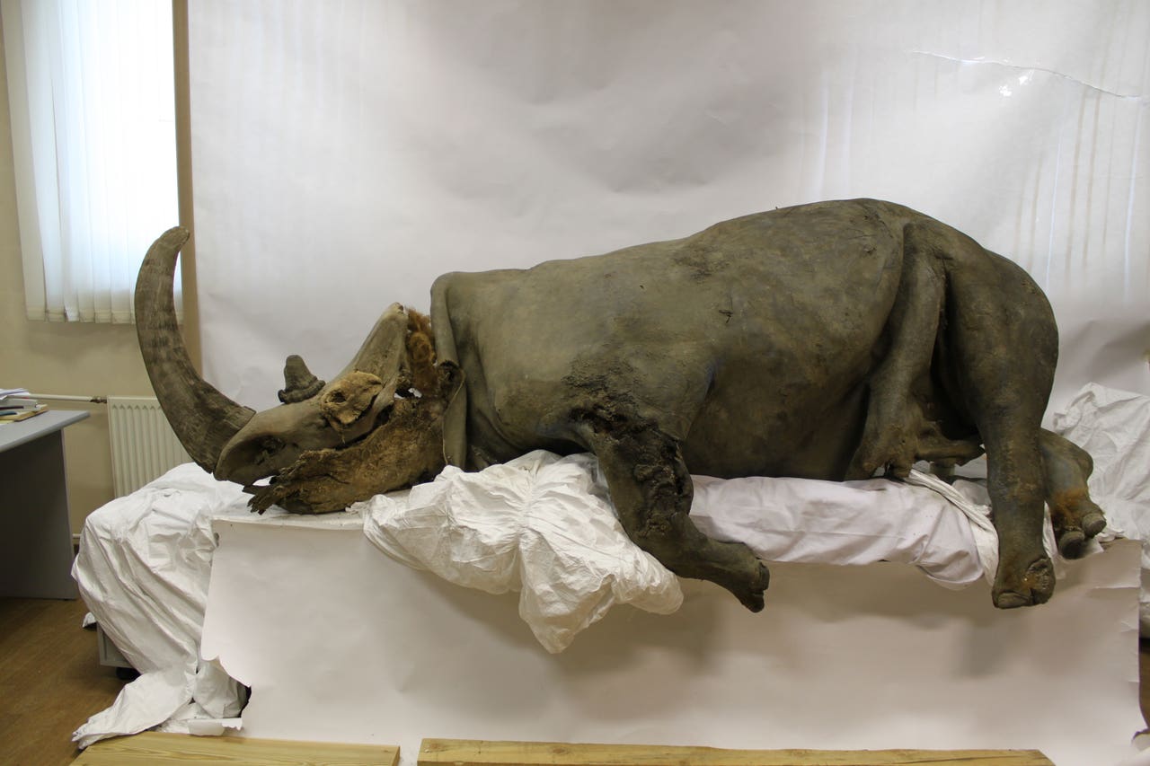 Climate change likely cause of woolly rhinoceros extinction, scientists ...
