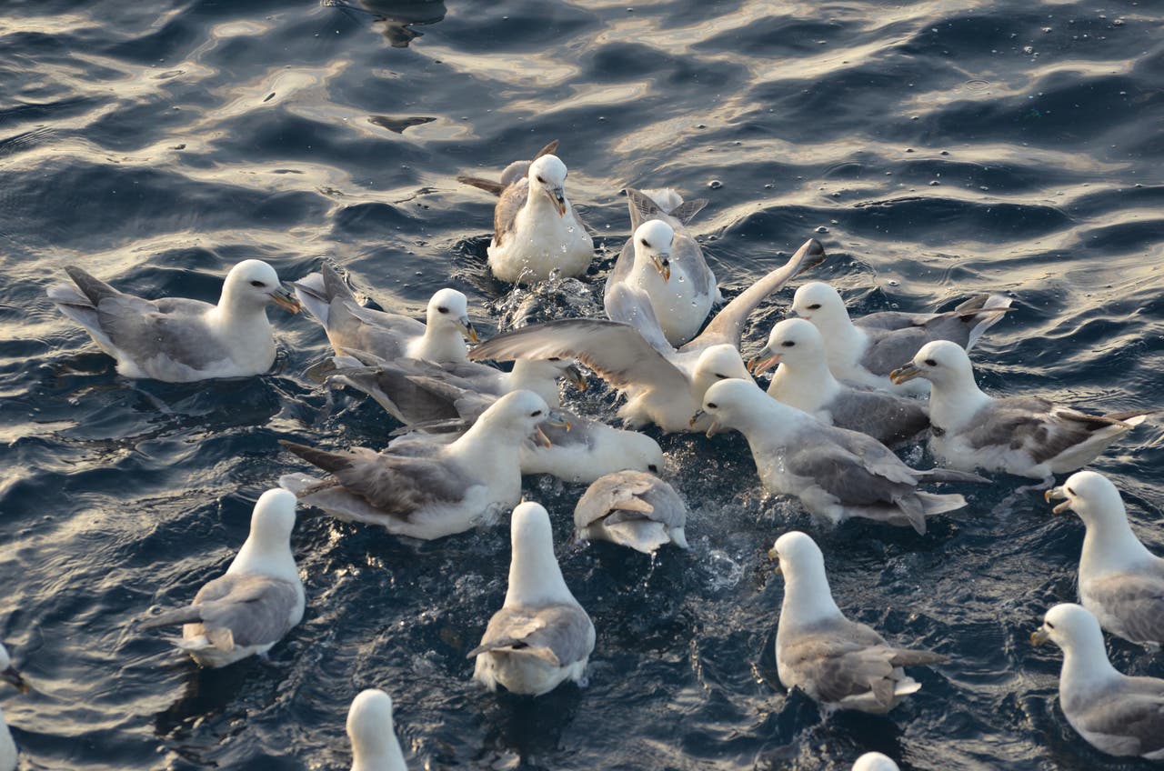 Plastic ingested by seabirds ‘could release toxic chemicals in their ...