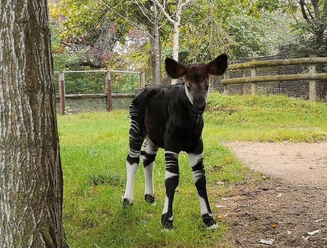 ‘Well-behaved’ baby okapi explores paddock at London Zoo for first time ...