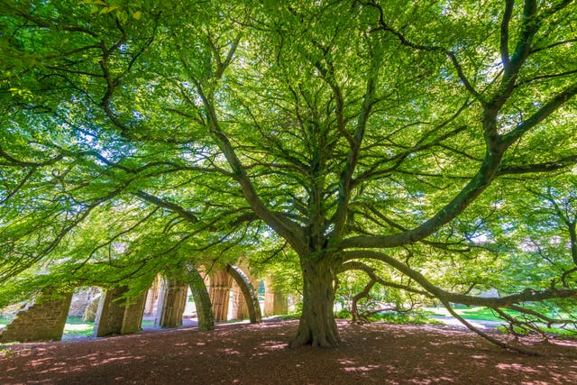 London plane set for felling wins England’s Tree of the Year award ...