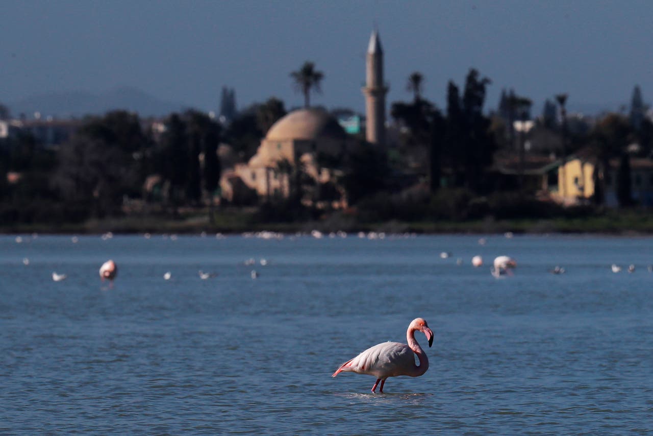 Hunters’ lead pellets threaten migrating flamingos, Cyprus ...