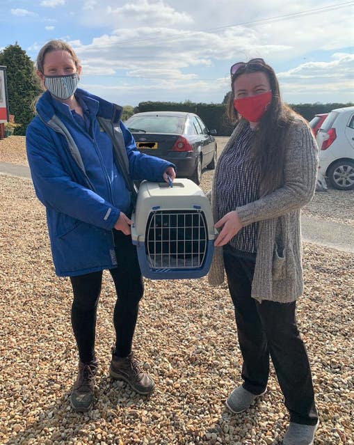 Missing cat reunited with owner after 13 years - Jersey Evening Post