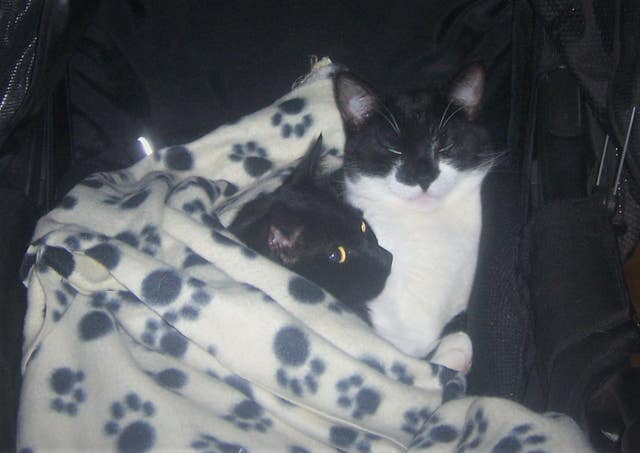 Missing cat reunited with owner after 13 years - Jersey Evening Post