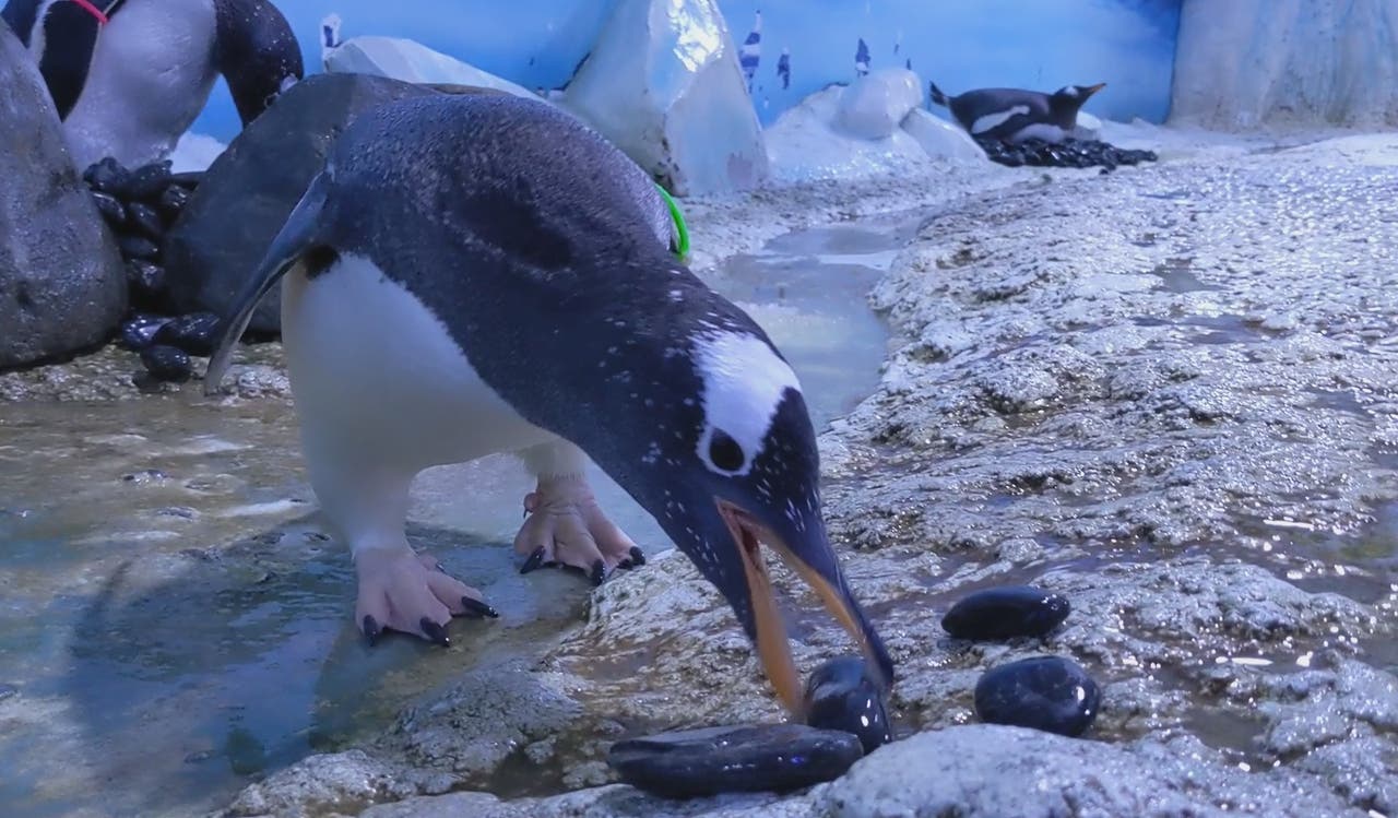 Same-sex penguin partnerships formed at London aquarium during mating ...