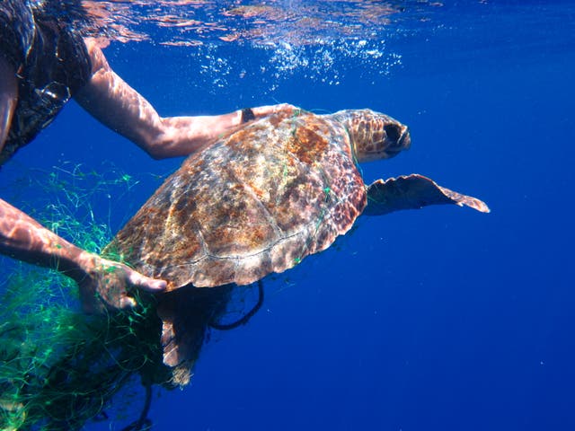 Turtle’s tale reveals dual fishing threat to ocean animals - Jersey ...