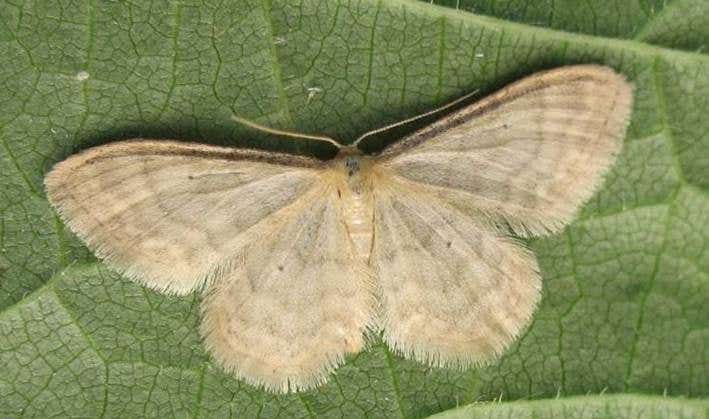 Rare moth survey under way in the Avon Gorge