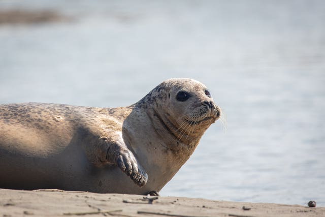 Thriving seal population shows River Thames is ‘full of life’ again ...