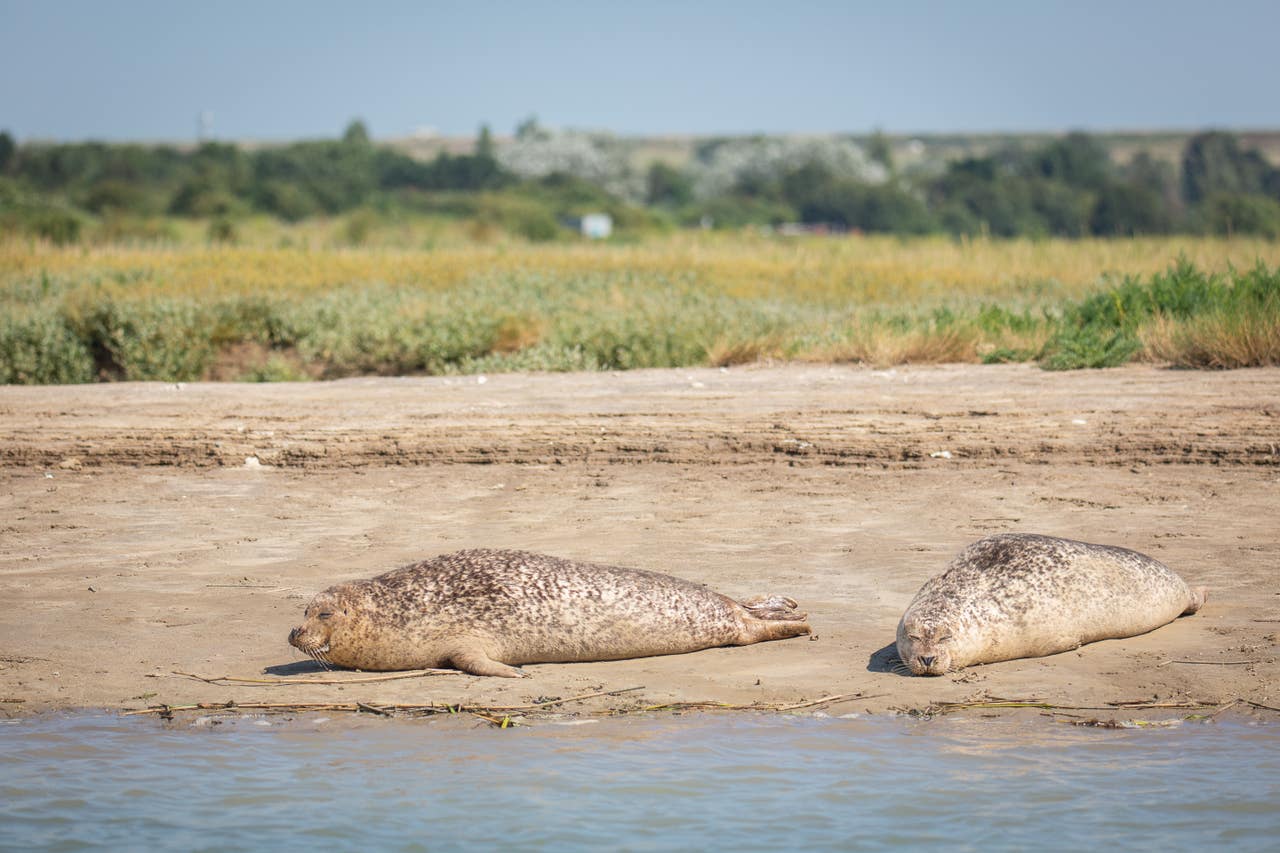Thriving seal population shows River Thames is ‘full of life’ again ...