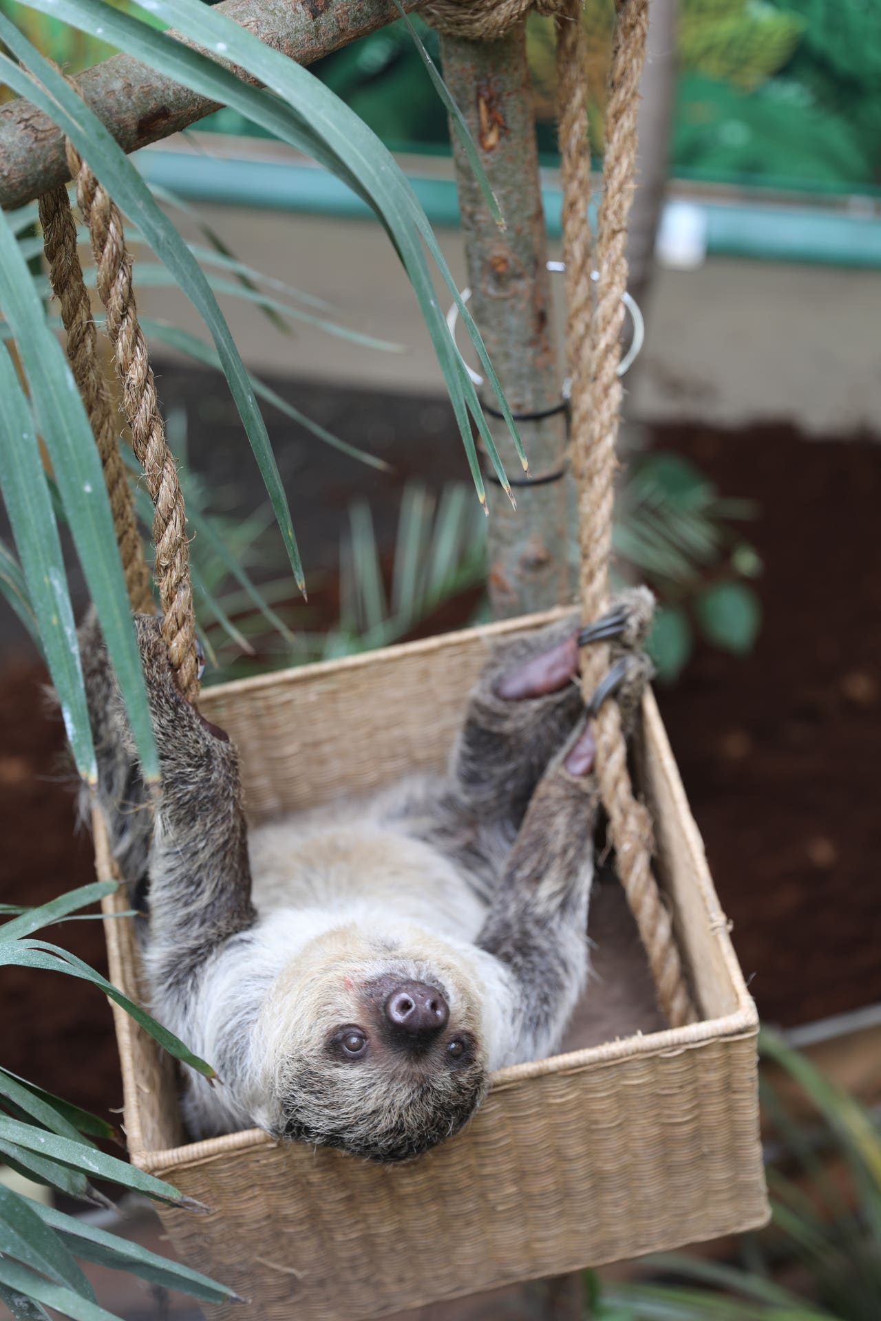 Edinburgh Zoo unveils Scotland’s only sloths, Moana and Feira | News ...