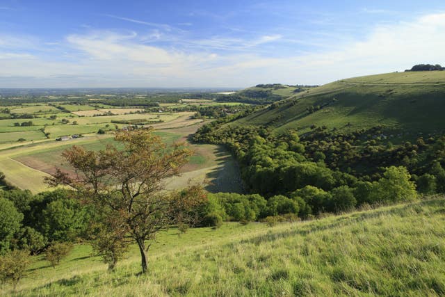 £2m grant to restore nature-rich chalk grassland on South Downs announced