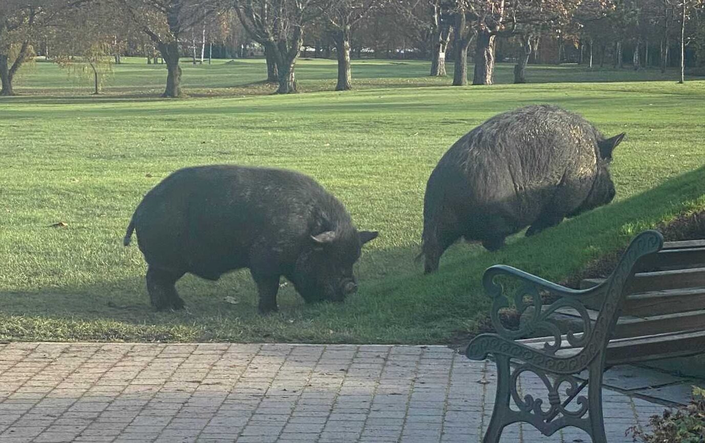 Two people hurt after pigs rampage on UK golf course
