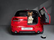 Top Tips For Travelling With A Dog In The Car Express Star Top Tips For Travelling With A Dog In The Car Express Star