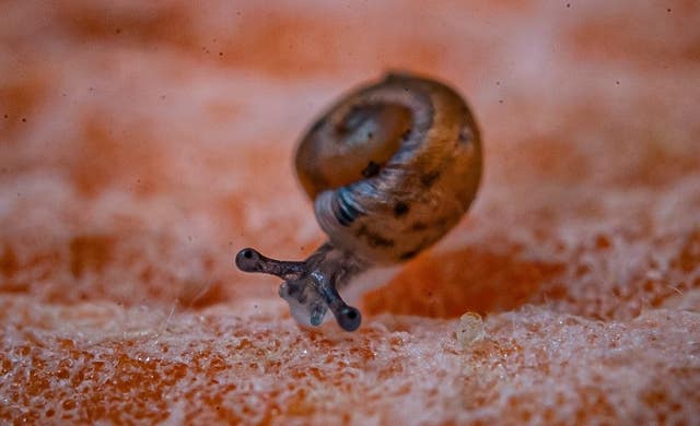 Conservationists rescue two species of snail thought to be extinct for ...