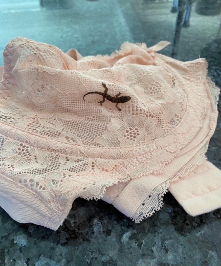 Trapped squirrels and a lizard in a bra: the RSPCA’s weirdest 2021 ...