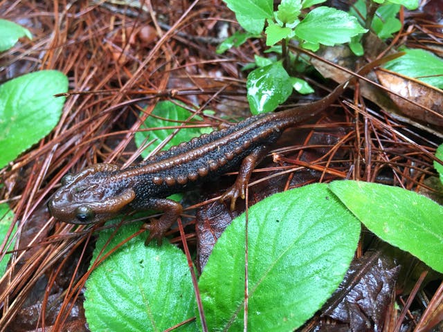 Monkey, gecko and succulent bamboo among 224 new species in Greater ...