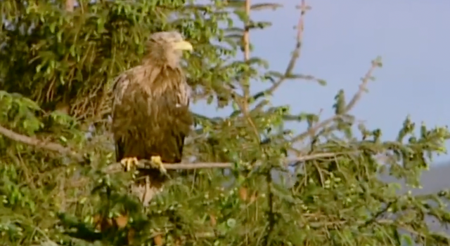 Winterwatch captures record-breaking bird 16 years after TV debut ...