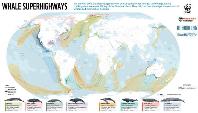 World’s whales facing increasing threats along migration ‘superhighways ...