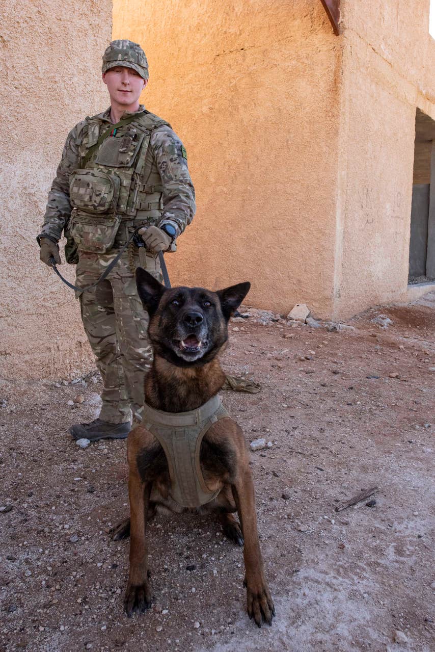 Military working dogs Lucy and Ace hone their skills in Jordan ...