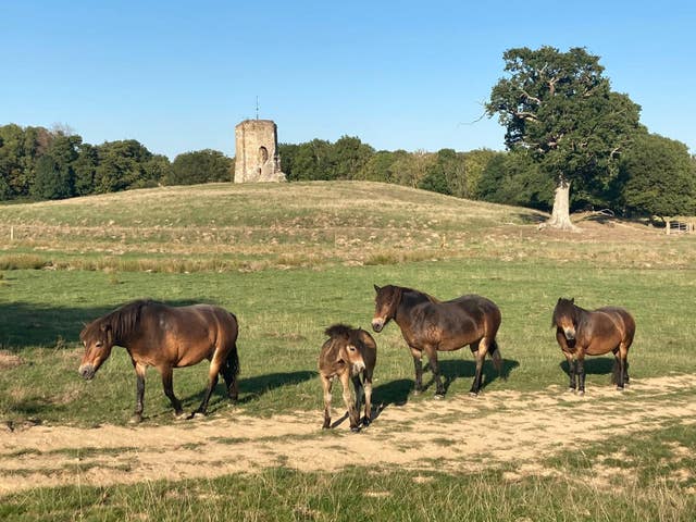 Satellite images show nature thriving at one of UK’s oldest rewilding ...
