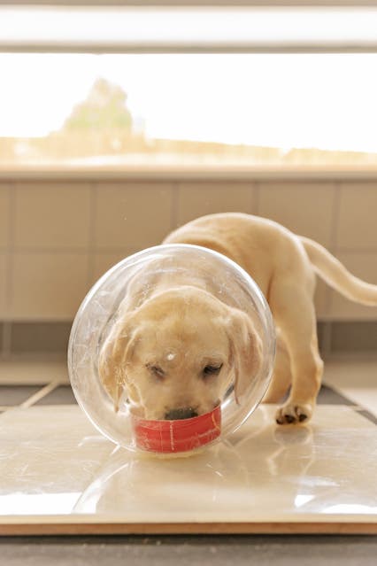 Who’s a good boy? Guide Dogs to study what makes a problem-solving puppy