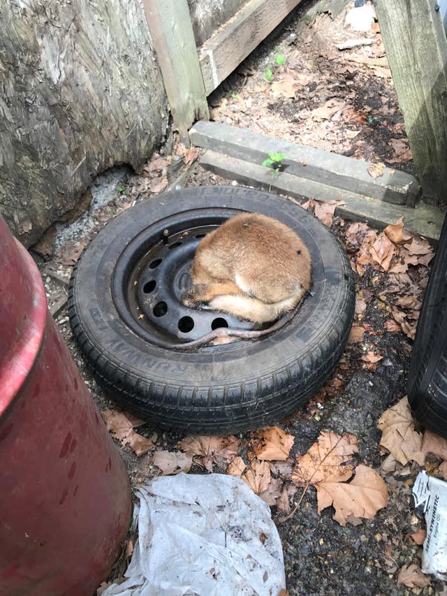 RSPCA issues warning after four fox cubs get stuck in old car wheels ...