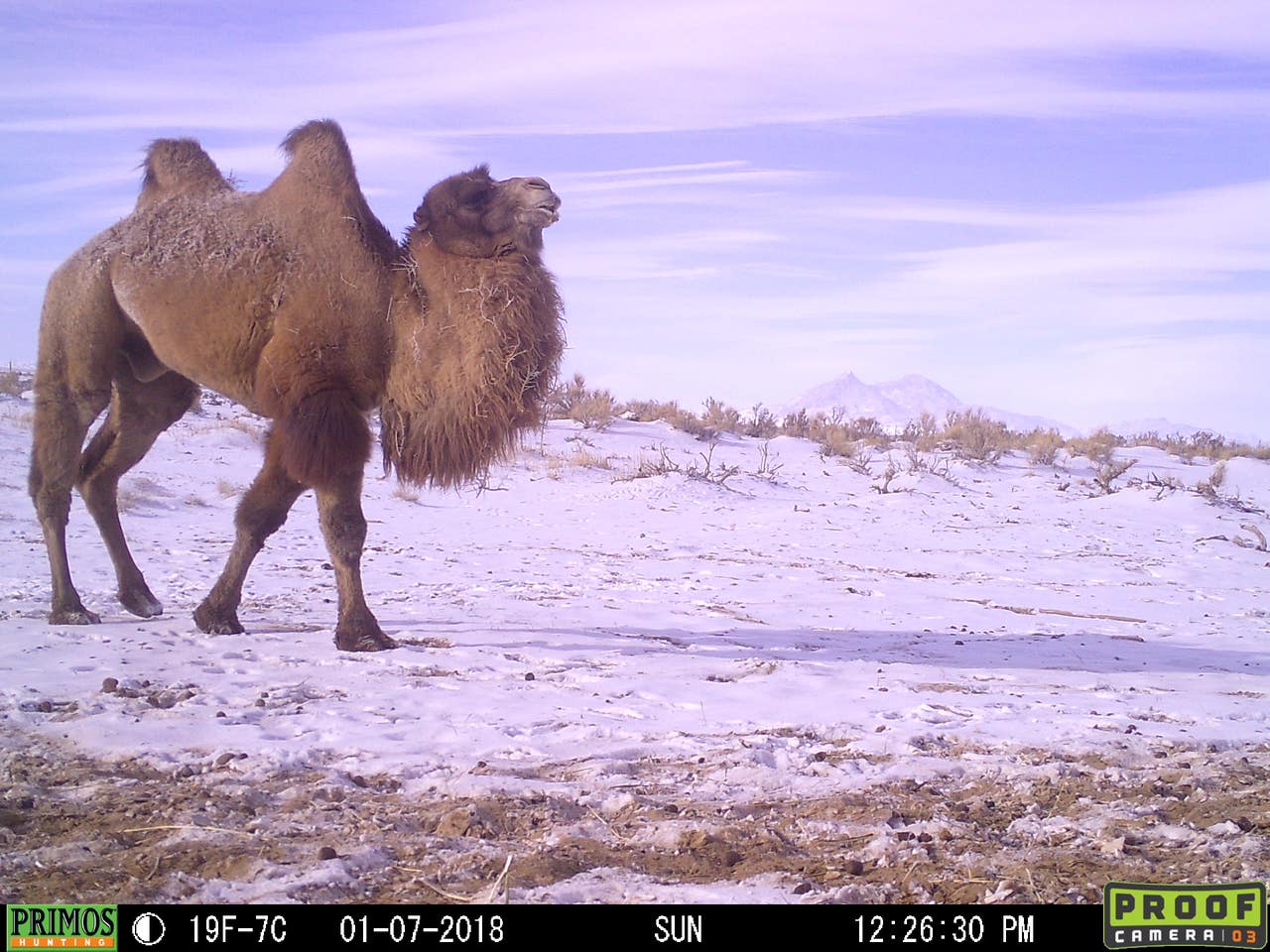 That’s not my name: confusing wild and Bactrian camels ‘masks ...