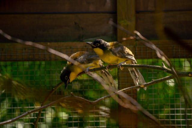 Zookeepers save endangered baby birds by hand-feeding them 12 times a ...