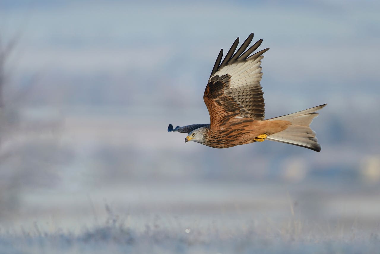 Red kite chicks head for Spain as UK returns favour for reintroduction ...