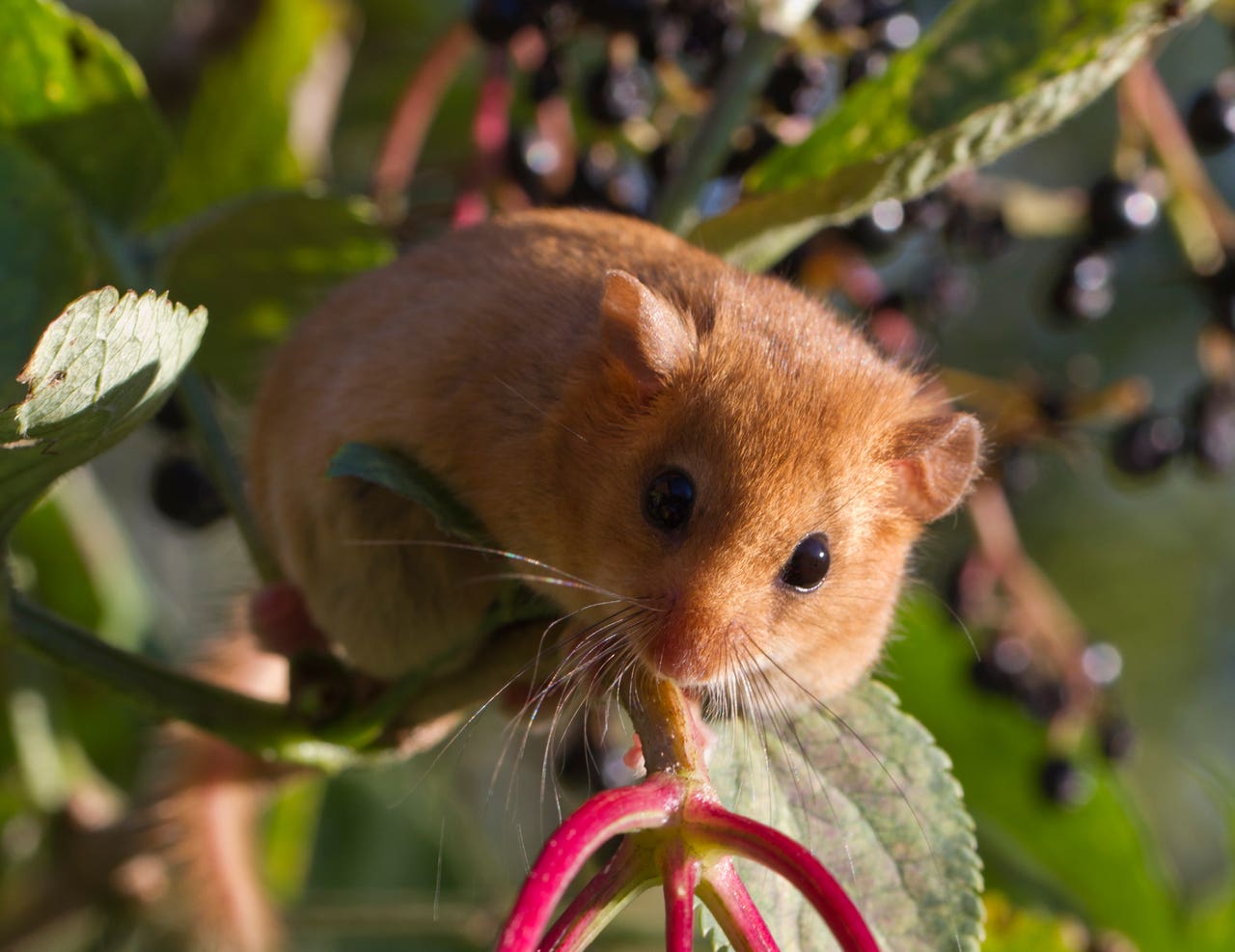 Dozens of hazel dormice released to create ‘northern stronghold’ for ...