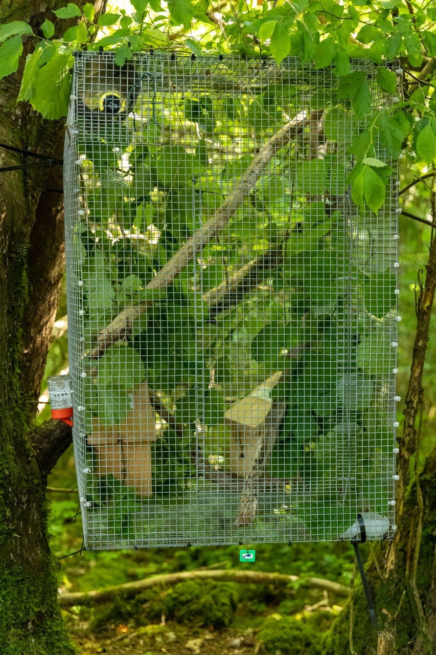 Dozens of hazel dormice released to create ‘northern stronghold’ for ...