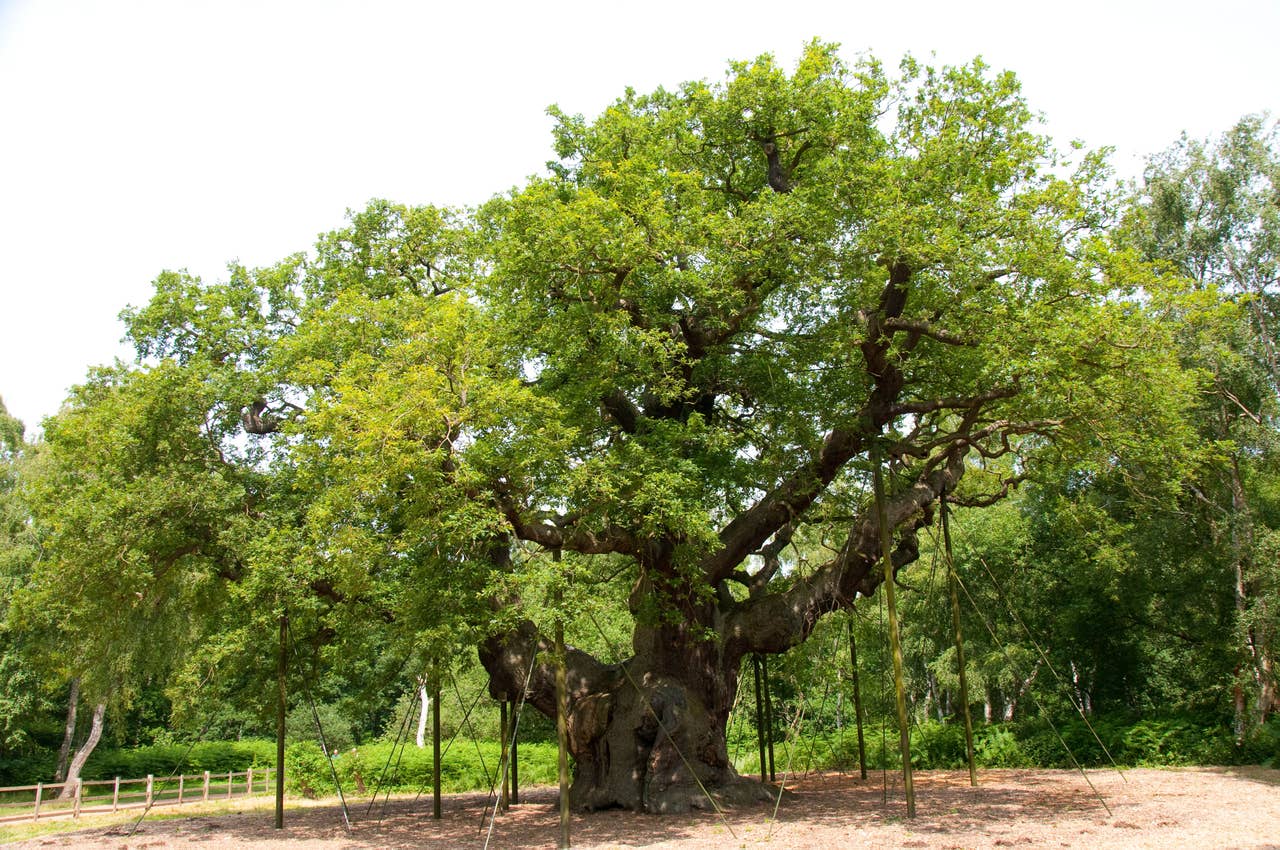 Two million ancient and veteran trees across England, study estimates ...