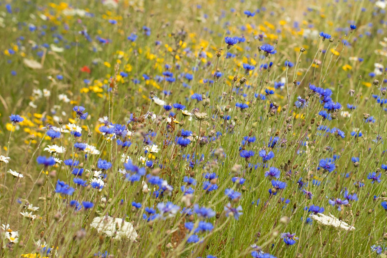 Wildlife Trusts: Nature reserves face hotter temperatures, wildfires ...