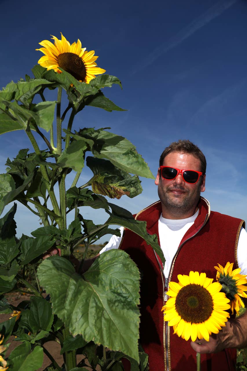 Rocketing demand for Ukraine’s national flower the sunflower ...