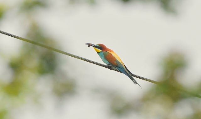 Bee-eater chicks hatch in Norfolk quarry in ‘vivid reminder’ of warming ...