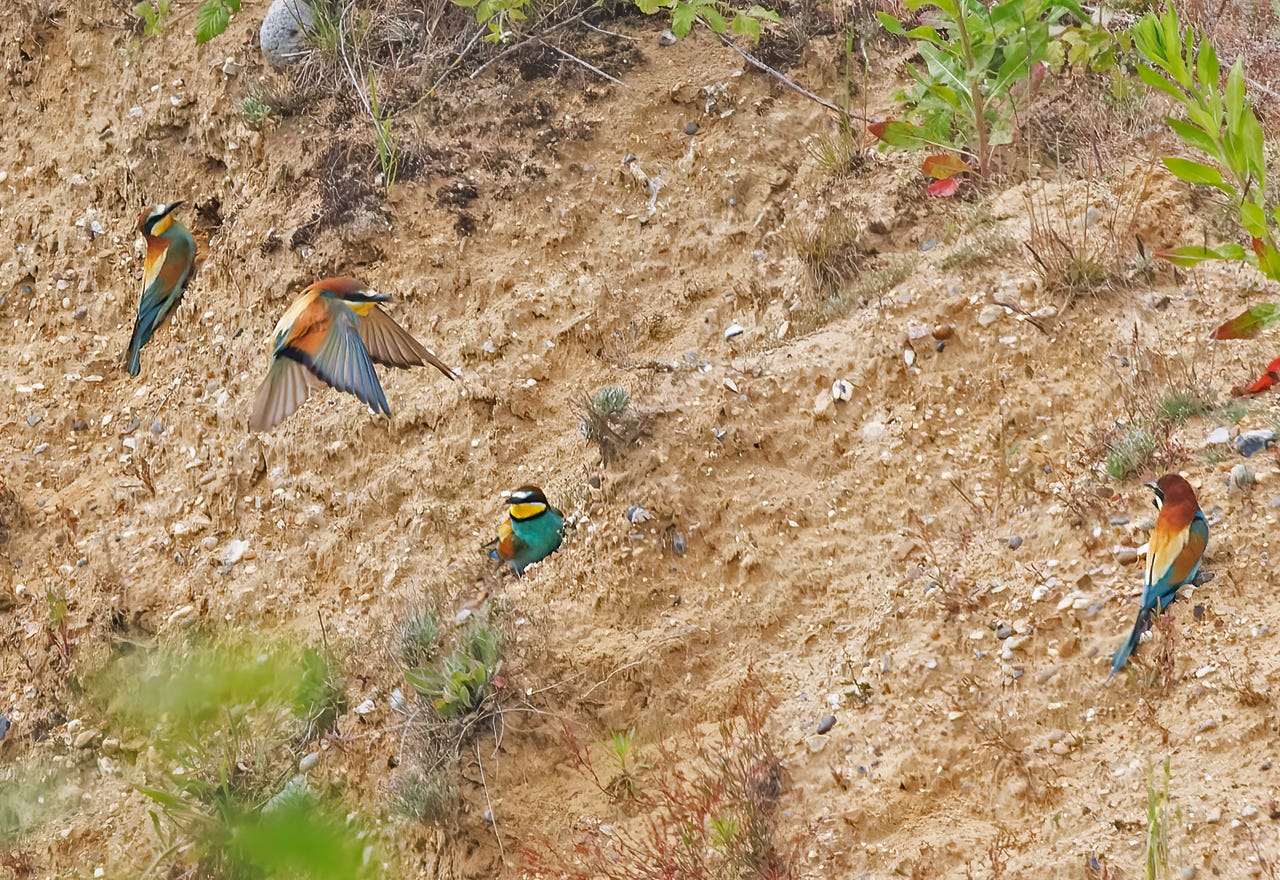 Bee-eater chicks hatch in Norfolk quarry in ‘vivid reminder’ of warming ...