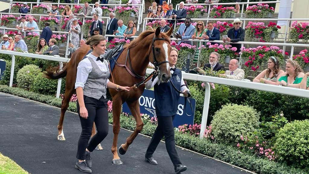 Torquator Tasso retired after third-place Arc finish