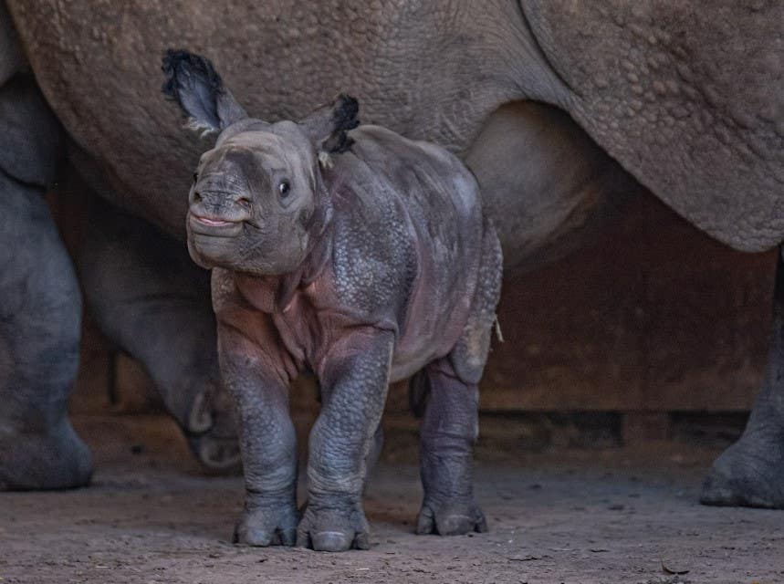 Birth of rare greater one-horned rhino calf captured on camera at ...