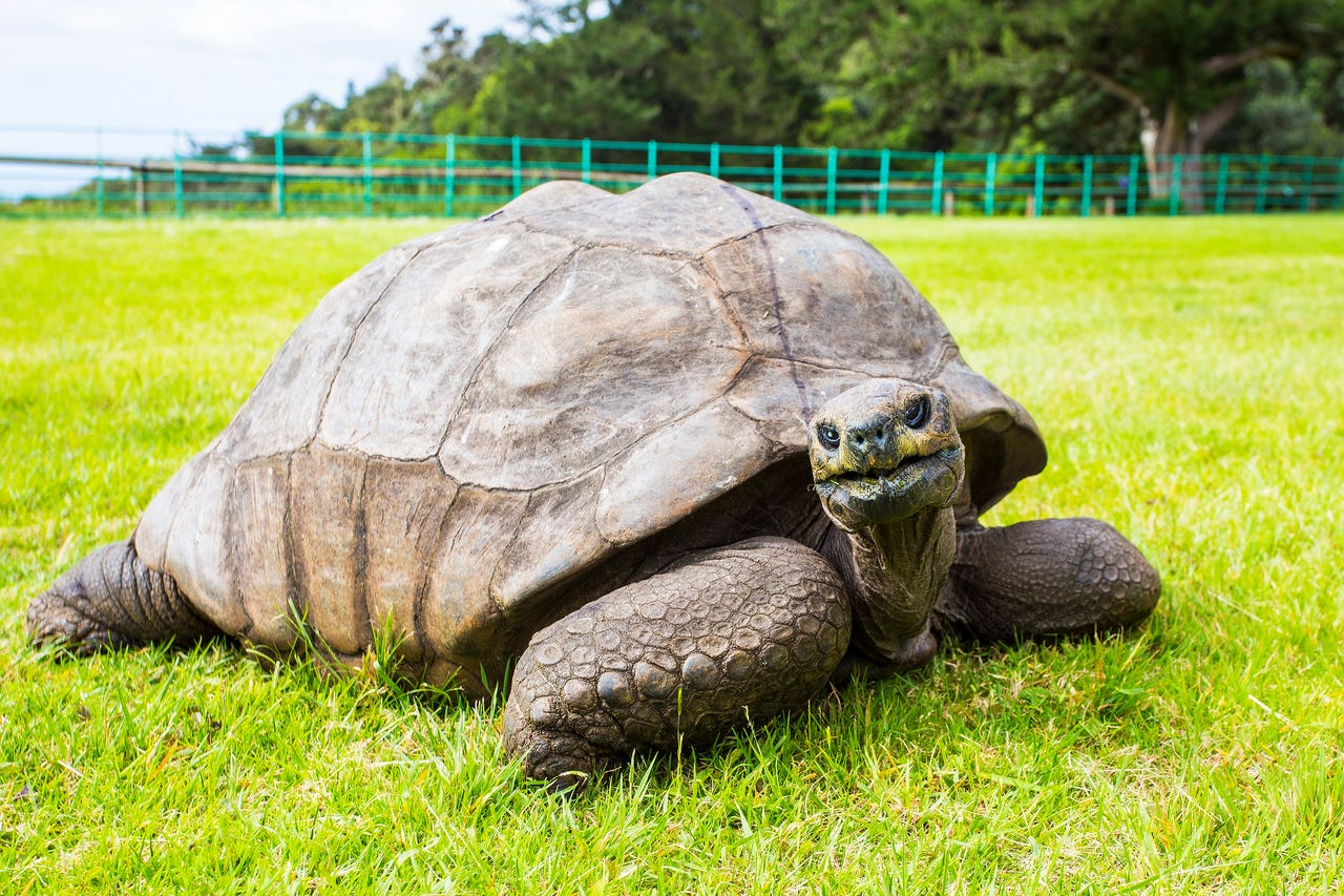 World’s oldest tortoise has seen off two world wars and the British Empire