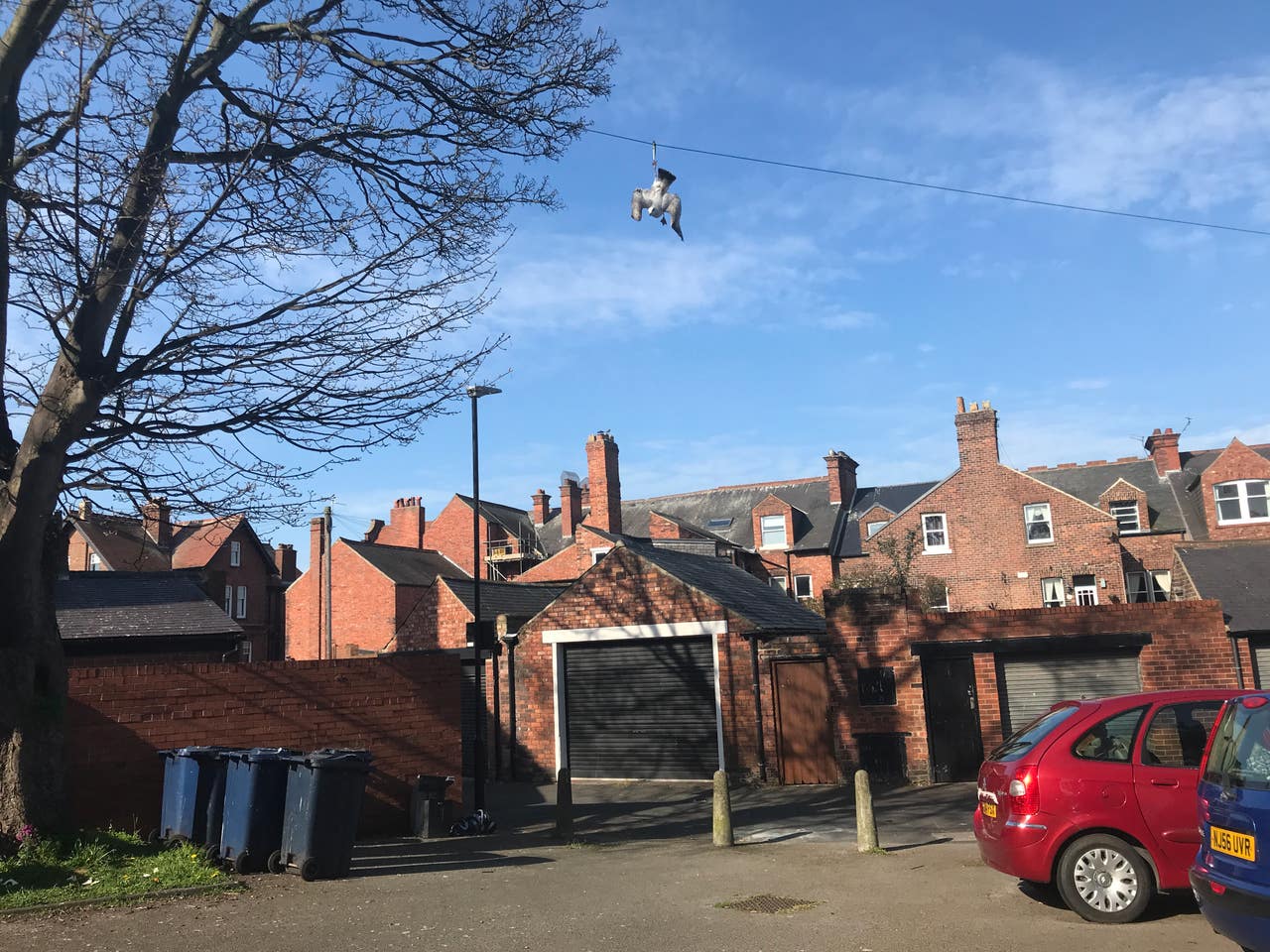 Frog that travelled 4,000 miles on bananas among strangest RSPCA ...