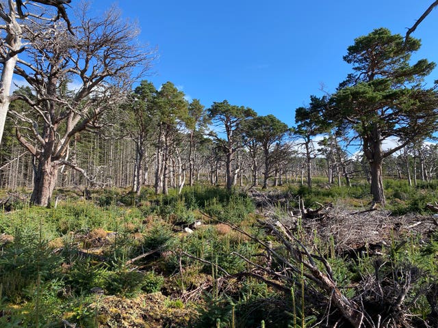Survival of Scottish pinewoods dating back to ice age on a ‘knife-edge ...
