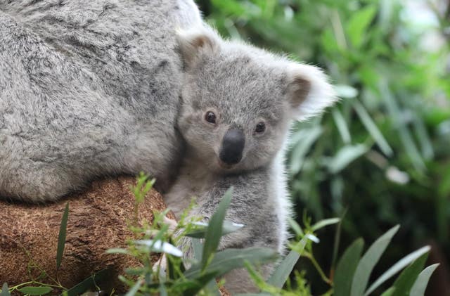 Double trouble as zoo reveals two baby koalas for the first time - The ...